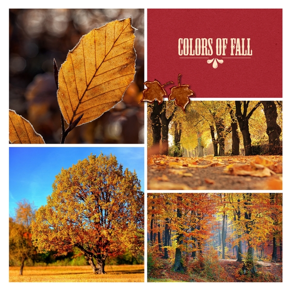 Fabulous Fall Pre-designed Book And Card Kit Bundle | Digital Art