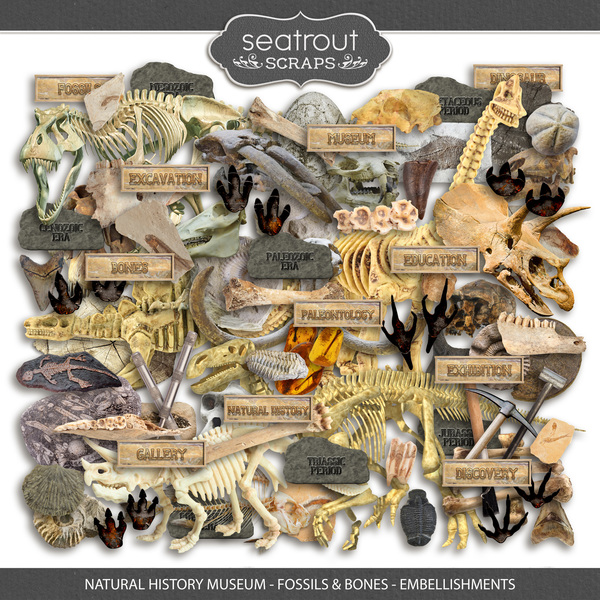 Natural History Museum - Fossils & Bones - Bundle | Digital Art