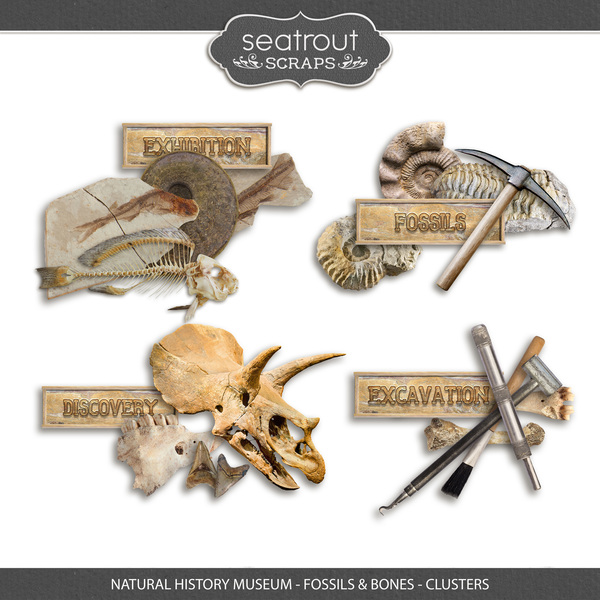 Natural History Museum - Fossils & Bones - Bundle | Digital Art